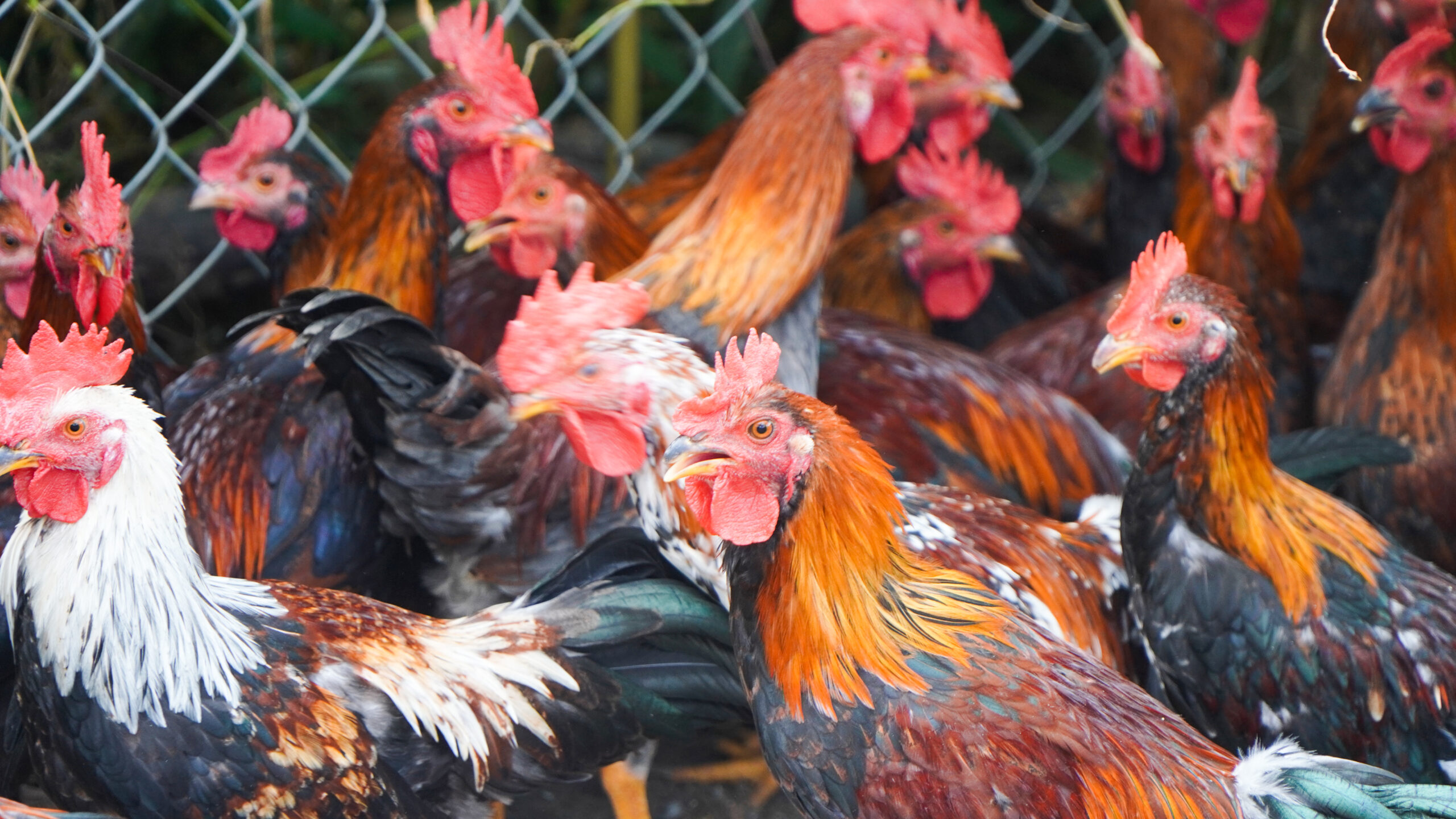 Gà Bình Định - COGAVA