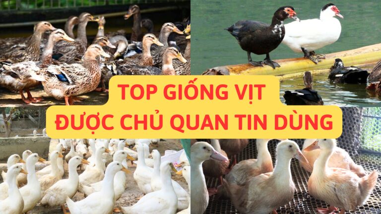 Top 5 giống vịt ngon, dễ chế biến, được quán ăn tin dùng nhất 2025 - COGAVA